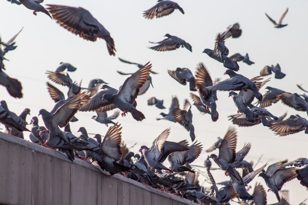 Tout sur le nettoyage fientes d’oiseaux – Paris Smart Clean